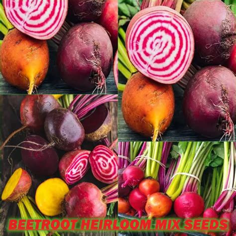 Beetroot Heirloom Mix 50 Seeds Bulk Heirloom Healthy Juice Vegetables