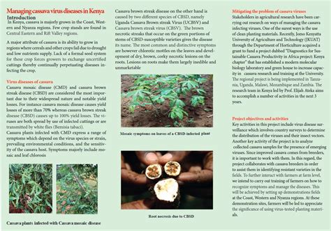 Managing Cassava Virus Diseases In Kenya Agsharetoday Resource Centre