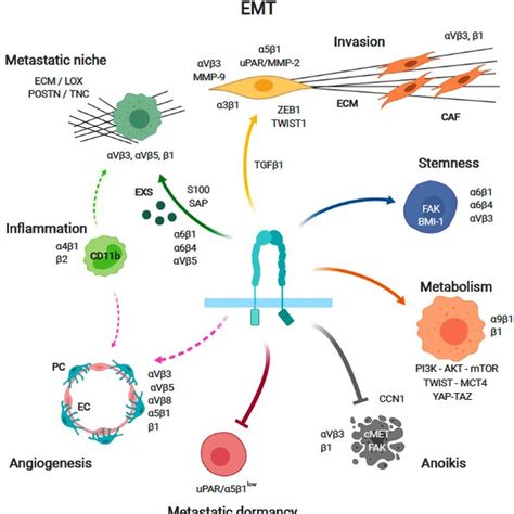 Integrin Dependent Functions Relevant To Cancer Integrins Have Been Download Scientific