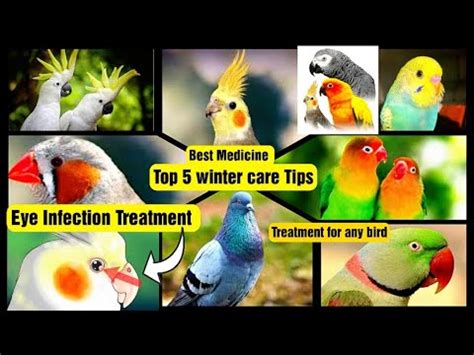 Birds Winter Care Tips Cockatiel Bird Winter Care Bird Eye Infection Treatment Bird Eye