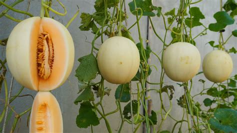 Honeydew Melon Gardening Tips At Daniel Gilmore Blog