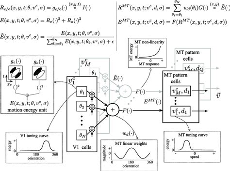The Layer Of The V1 Cells Is Composed Of Two Populations Of Simple And