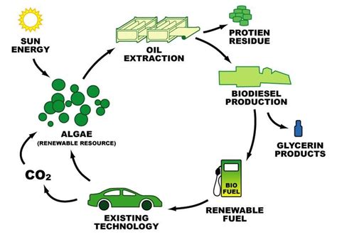 Biodiesel Process Algae Green Energy Energy Resources