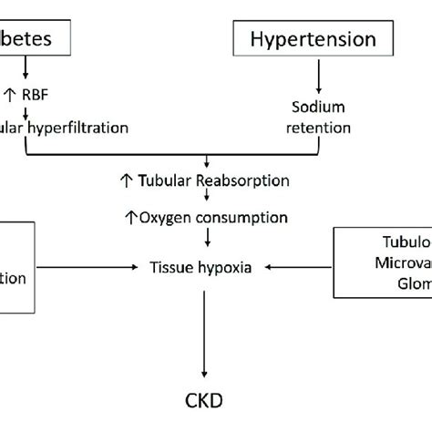 Schematic Describing Pathophysiology For The Development Of Ckd In Download Scientific