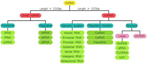 Schematic Representation Of Ncrnas Classification Ncrnas Are Download Scientific Diagram