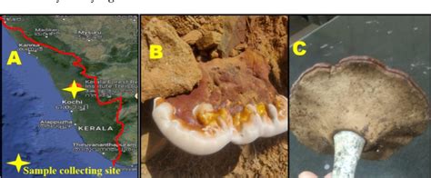 Figure 1 From Comprehensive Analysis Of Bioactive Compounds In Wild