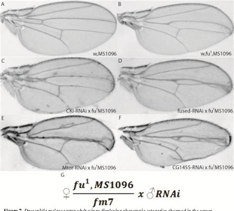 Figure 1 From A Dsrna Based Screen Identifies Novel Proteins Involved