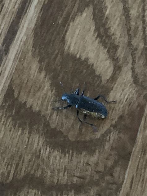 Is This A Cockroach R Whatsthisbug