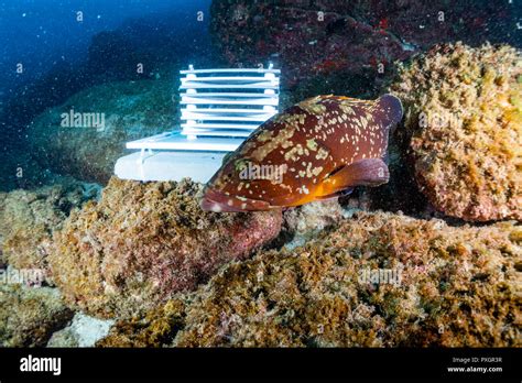 Autonomous Reef Monitoring Structures Arms Underwater Laje De Santos Marine State Park São