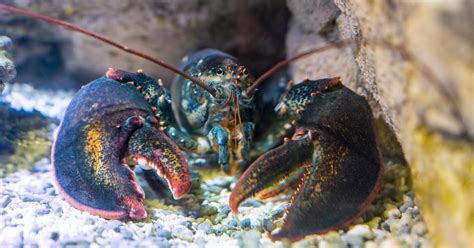 Lobsters Communicate by Peeing on Each Other