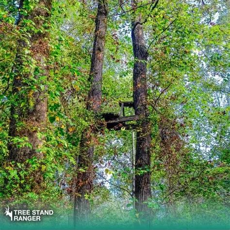 How To Camouflage A Tree Stand A Complete Guide