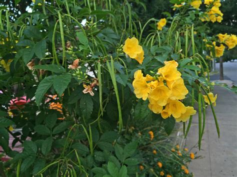 Tecoma Stans Bignoniaceae