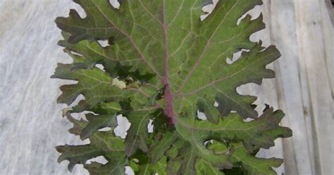 Heirloom Russian Hunger Gap Kale / Kales Organic Seeds