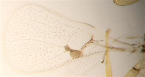 Trichogrammatidae Bugguide Net