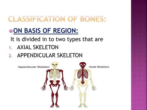 Bones And Its Classification Pptx