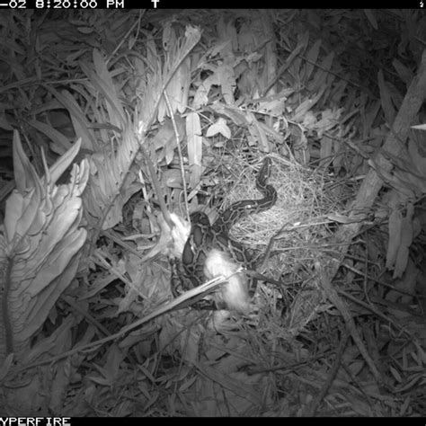 PDF Invasive Burmese Pythons Python Bivittatus Are Novel Nest Predators In Wading Bird