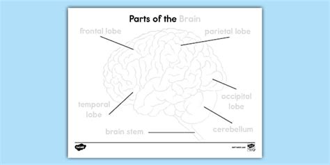 Parts Of The Brain Trace And Color Activity Twinkl