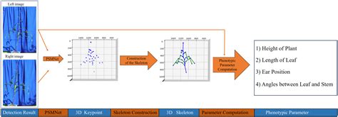 Extraction Of Corn Plant Phenotypic Parameters With Keypoint Detection And Stereo Images