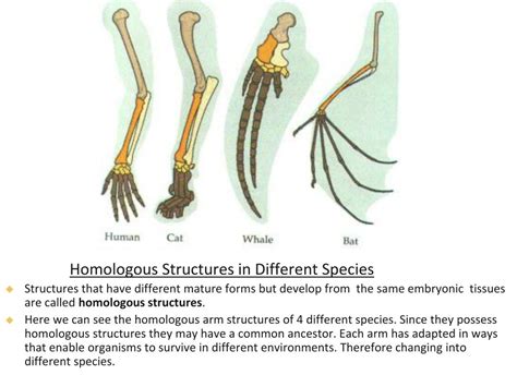 Ppt The Fossil Record Powerpoint Presentation Free Download Id 5434428