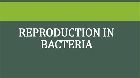Reproduction In Bacteria Understanding The Vital Processes Of