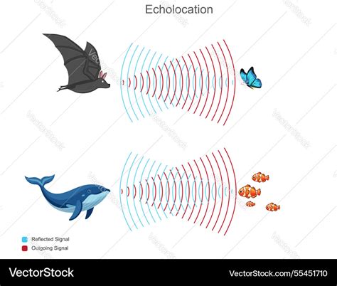 Echolocation Is Used By Animals Like Bats Vector Image