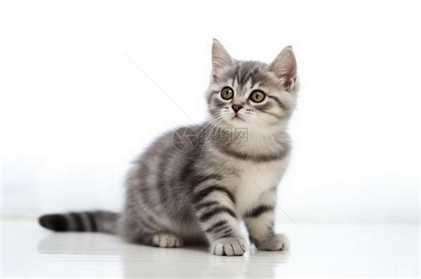 可爱的宠物猫高清图片下载 正版图片600174680 摄图网 可爱的宠物猫高清图片下载 正版图片600174680 摄图网