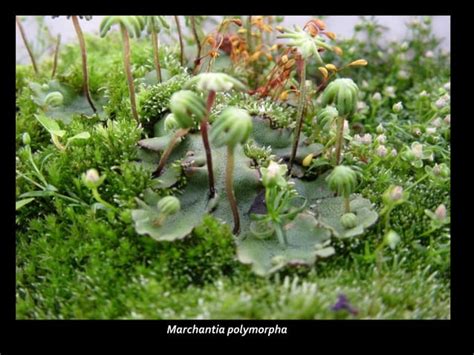 Bryophytes Pptx