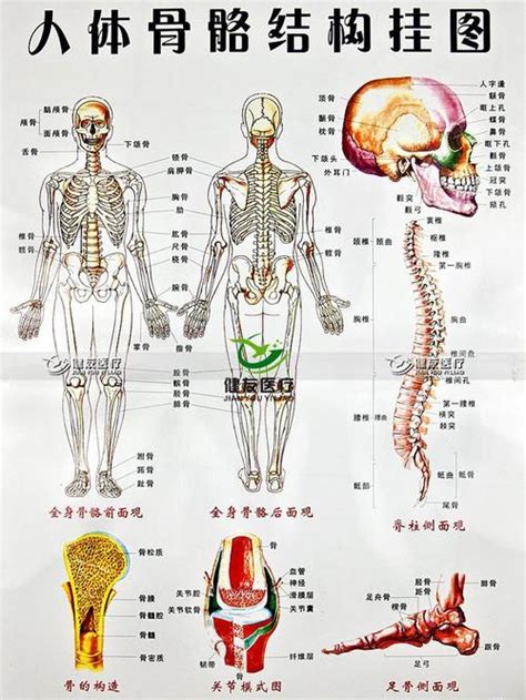 人体骨骼结构图 配图网