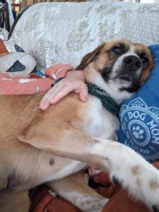 Ruby Renee S Rescues