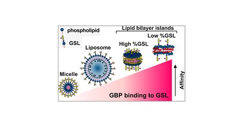 How Choice Of Model Membrane Affects Protein Glycosphingolipid Interactions Insights From