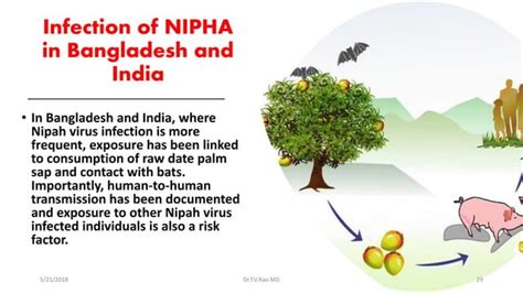 Nipah Virus Niv Basics Concerns And Prevention