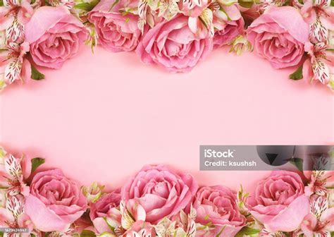 아름 다운 핑크 장미와 Alstroemeria 꽃 산호 종이에 상단과 하단 테두리 가장자리에 대한 스톡 사진 및 기타 이미지 가장자리 개화기 공휴일 Istock
