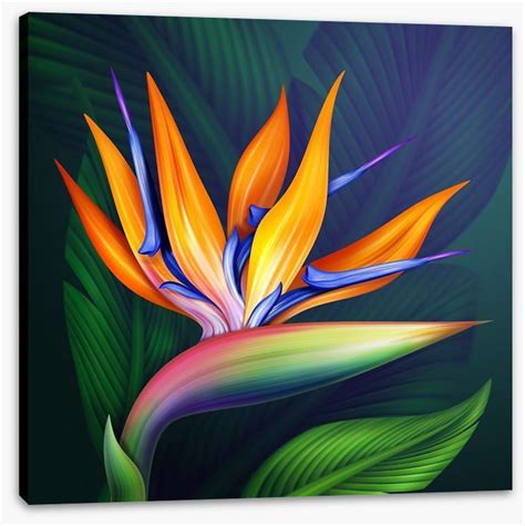 Bird Of Paradise Art