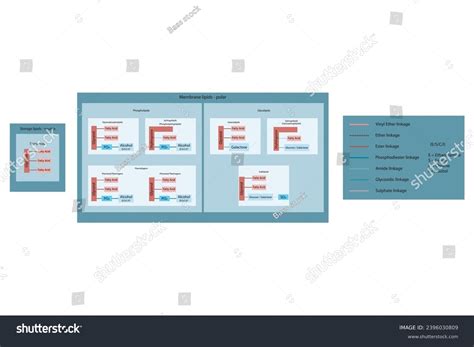 Diagram Showing Classification Lipids Storage Lipids Stock Vector Royalty Free