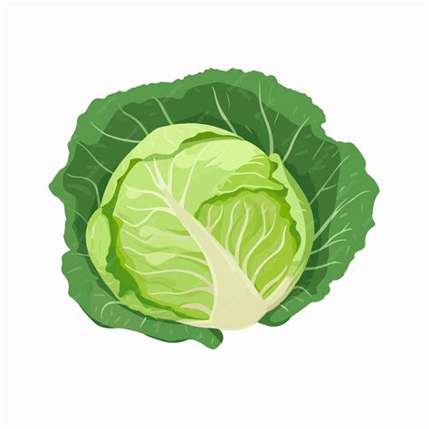 Premium Vector Simple And Elegant Cabbage Outline Collection