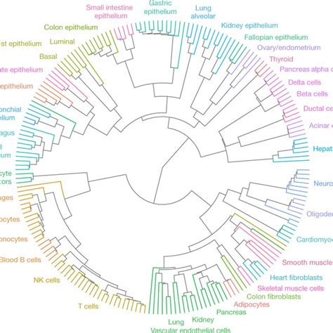 Unsupervised Agglomerative Clustering Reflects Human Developmental