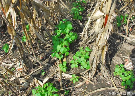 Corn Yield Checks In And Out Of The Combine Agweb