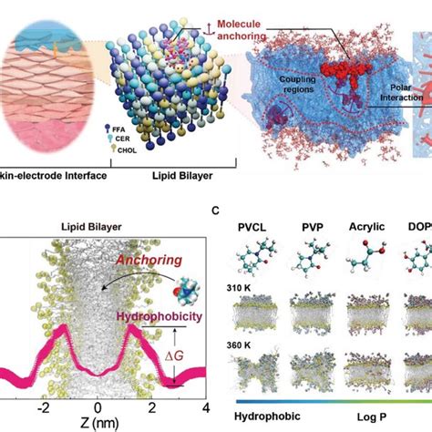 Molecular Dynamics Simulation Of Gel Electrodes Interacting With The