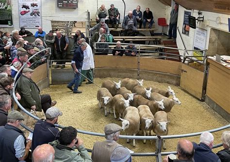 North West Auctions 🔶today At Lancaster🔶 🔸spring Lambs🔸 The Weekly