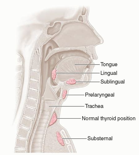 The Thyroid Gland Parathyroid Glands And Neck Radiology Key