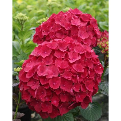 Hydrangea Macrophylla Magical Ruby Red Large Flowered Mophead