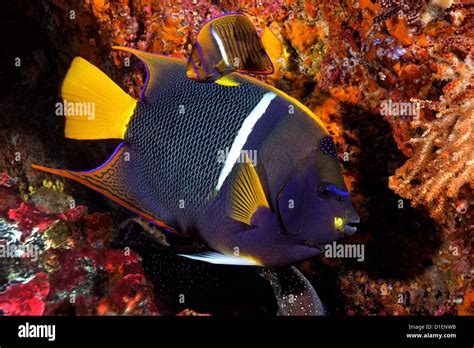 Passer Angelfish Holacanthus Passer With Juveline Animal At Malpelo