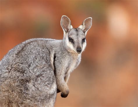 Australian Threatened Species The Black Flanked Rock Wallaby Bondi Wash