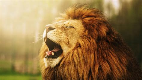 Download Lion Hd Wallpaper For X Hdwallpapers Net