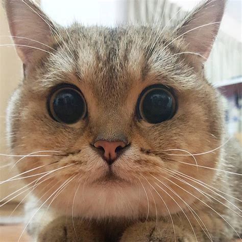 What Cats Have Big Eyes At Stephanie Dampier Blog