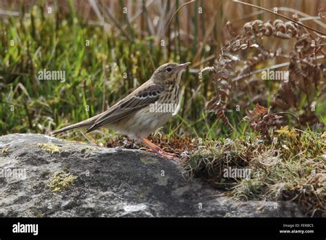 Tree Pipit Song Flight Hi Res Stock Photography And Images Alamy