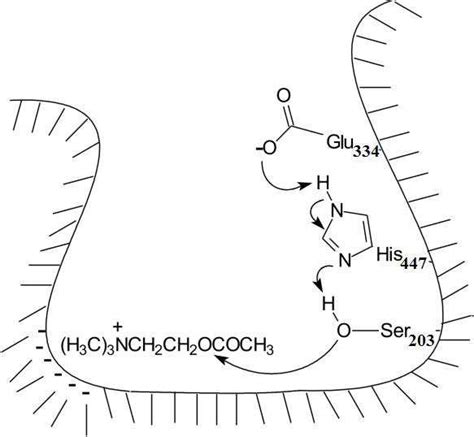 Hydrolysis Of Acetylcholine Download Scientific Diagram