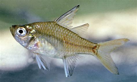 Ambassis Alchetron The Free Social Encyclopedia