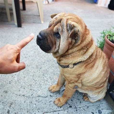 Understanding Dog Nose Hyperkeratosis Vetericyn