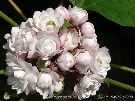 Chendu Malli Plant For Sale In India Online Plant Nursery